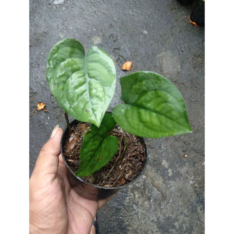 Jual Scindapsus Lucens Sliver Green | Shopee Indonesia