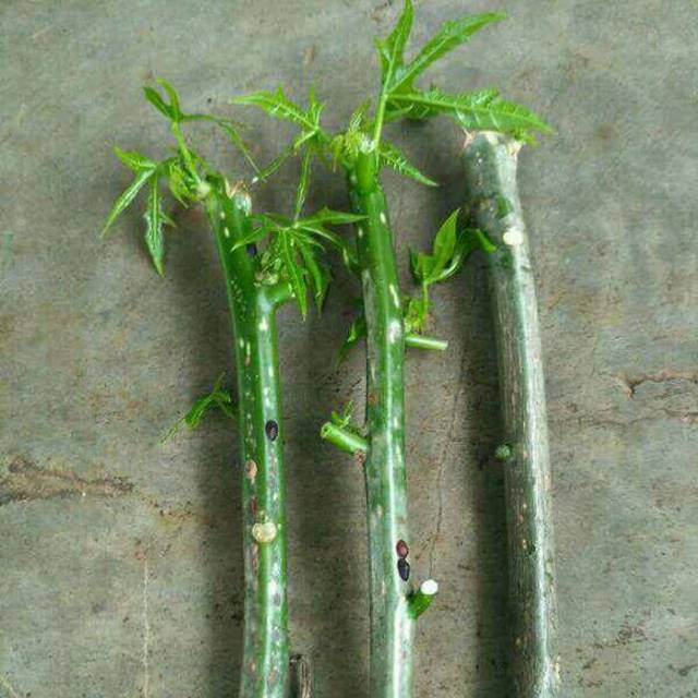 Jual Setek pohon gedi paket 10 setek | Shopee Indonesia