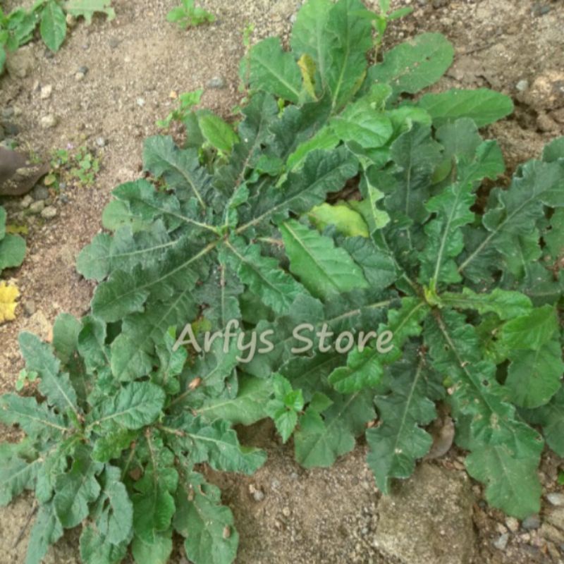 Jual Tanaman Tapak Liman herbal | Shopee Indonesia