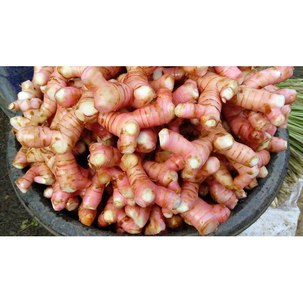 Jual Lengkuas Merah 1 Kg | Shopee Indonesia