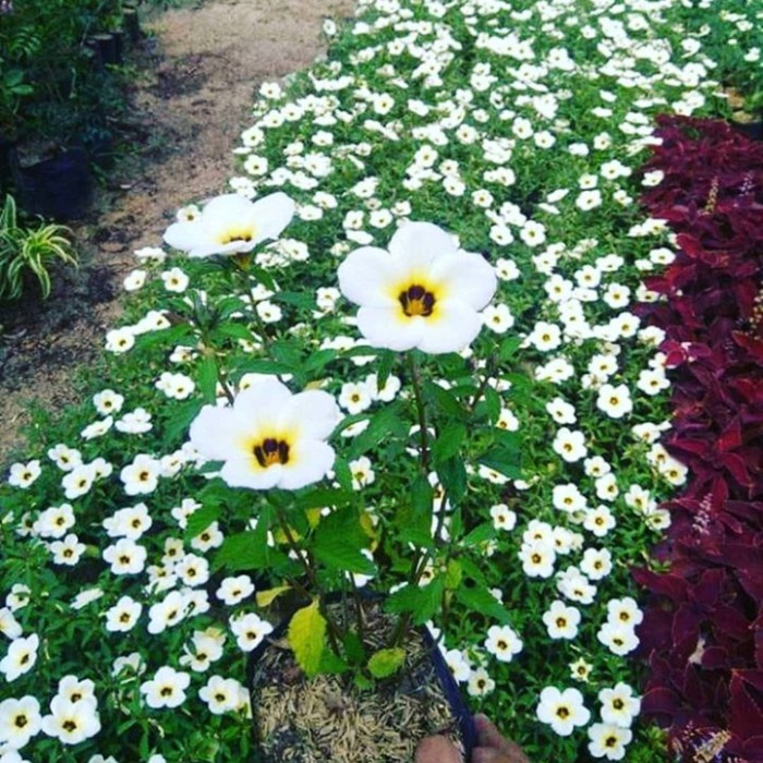 Jual Bunga Yolanda (rimbun berbunga hidup) | Shopee Indonesia