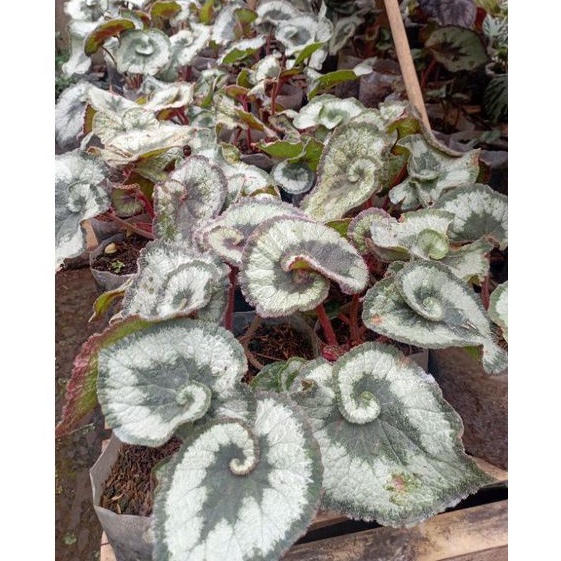 Jual Bunga - Begonia Rex Keong Escargot Keong Eskargot - Tanaman Hias ...