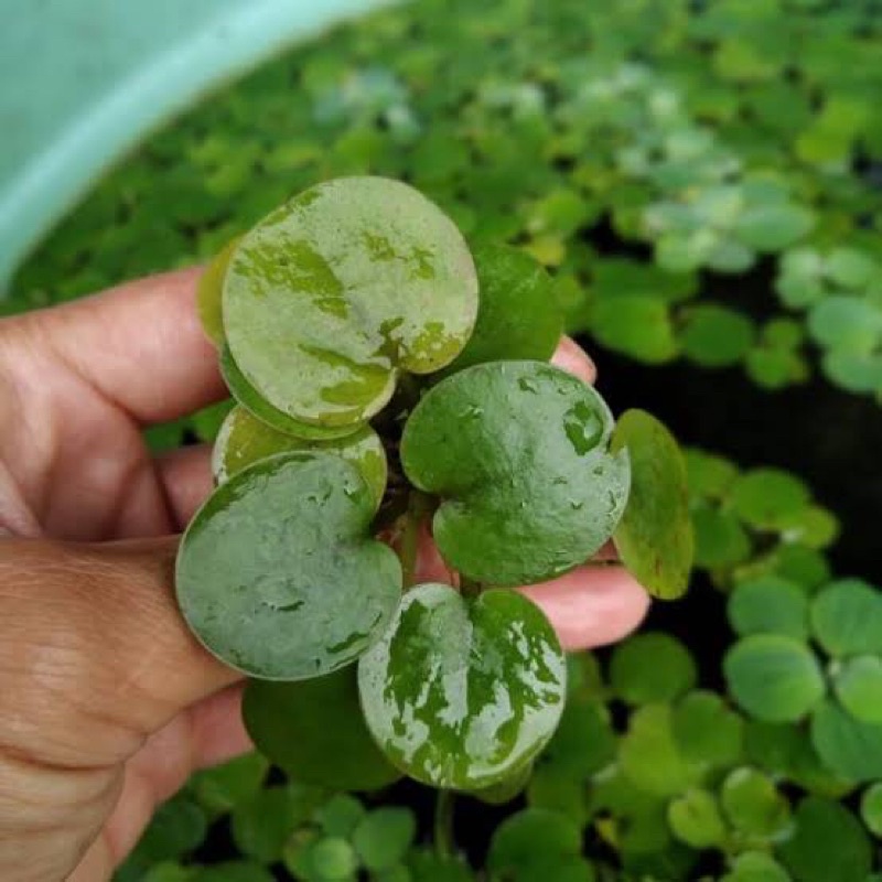 Jual Tanaman Air Apung Frogbit Amazon - aquascape serap amoniak ...
