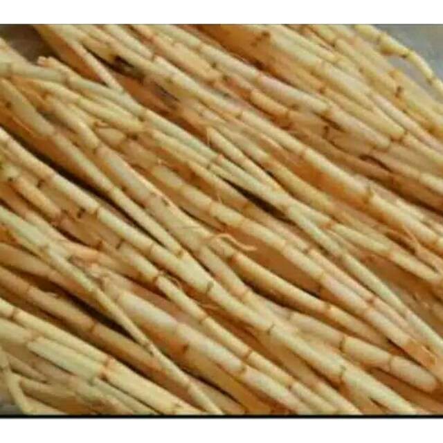 Jual Akar Alang Alang Segar 500Gram Terbaik | Shopee Indonesia