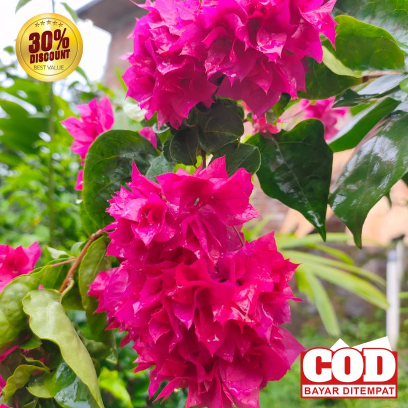 Jual Bougenville Hawai Bugenvil Hawai Bunga Tumpuk Warna Merah Fanta ...