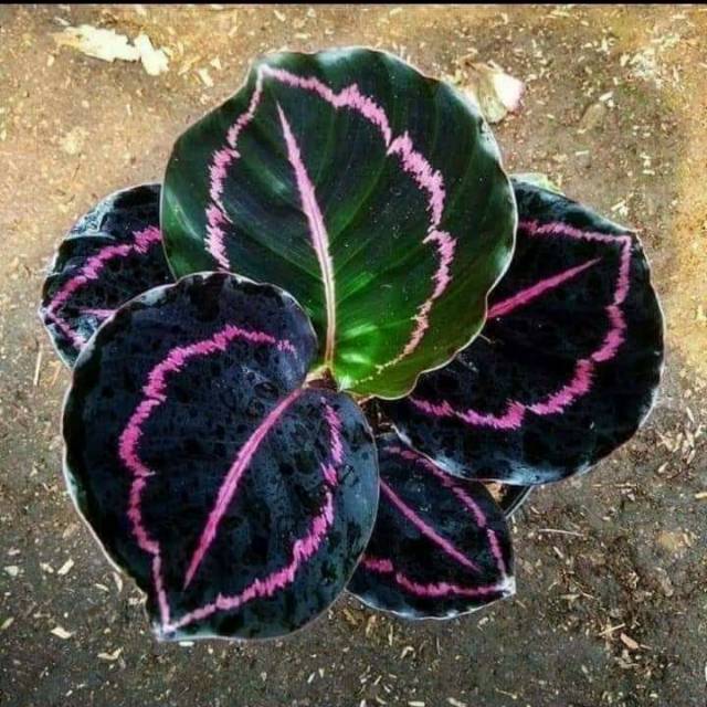 Jual Bunga kalatea warna cantik bermotif | Shopee Indonesia