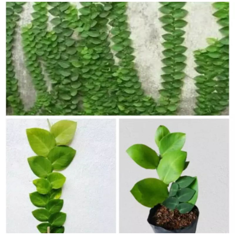 Jual tanaman dolar rambat daun besar stok super big | Shopee Indonesia