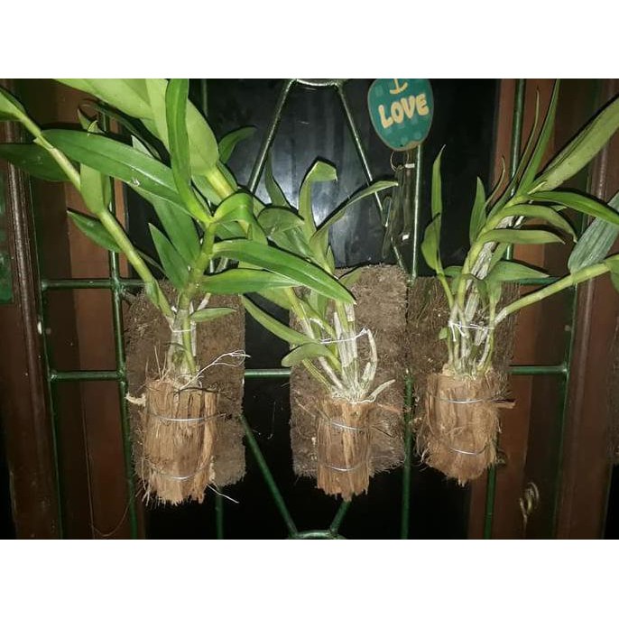 Jual Dendrobium Phalaenopsis (Anggrek Larat) | Shopee Indonesia