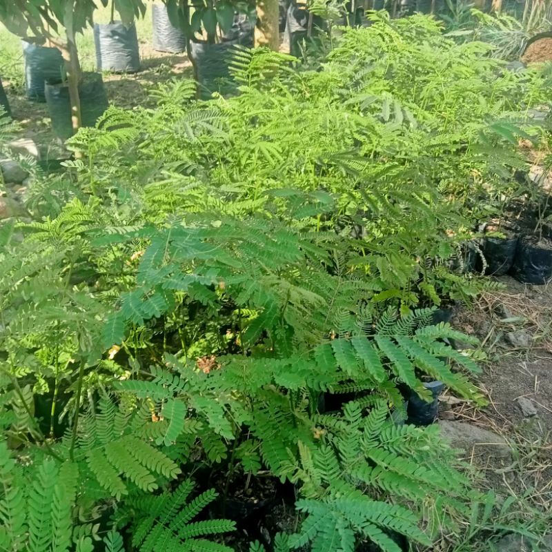 Jual POHON SENGON TINGGI 70cm SEGAR HIJAU | Shopee Indonesia