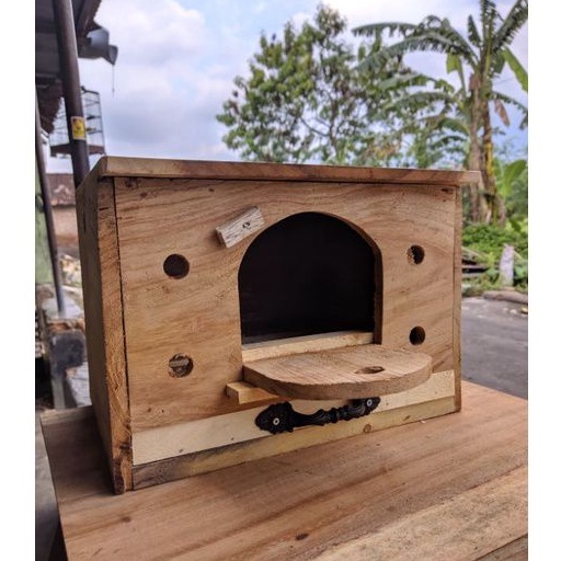Jual Gupon Merpati Pagupon Burung Dara Medium Size | Shopee Indonesia