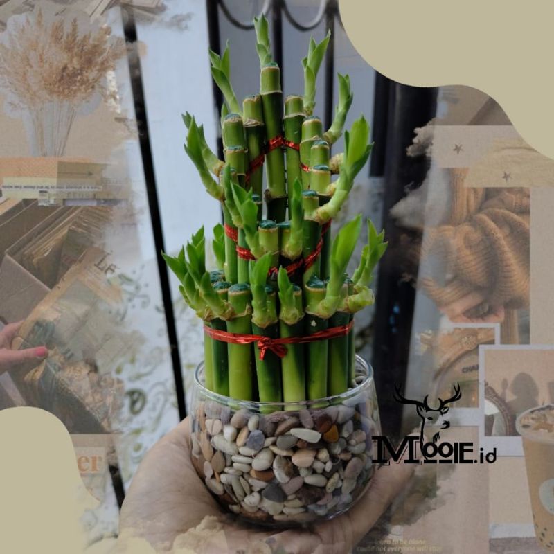 Jual MOOIE.ID - Tanaman Hias Bambu Rejeki 1 Set Batu + Pot Kaca / Bambu ...