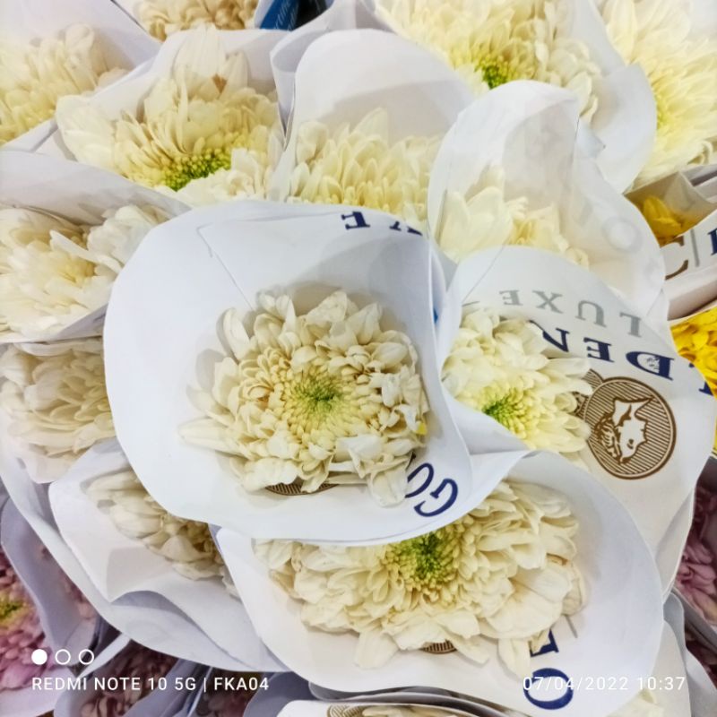 Jual Bunga Krisan Segar (Bunga Potong Segar Jakarta) | Shopee Indonesia