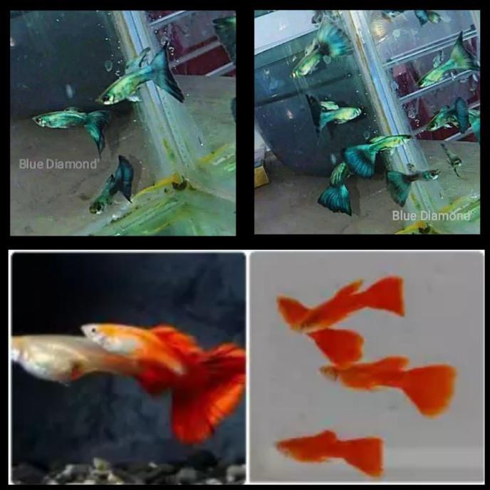 Jual CUCI GUDANG Ikan Hias Guppy, 6 Ekor, 2 Jenis, Blue Diamond dan ...