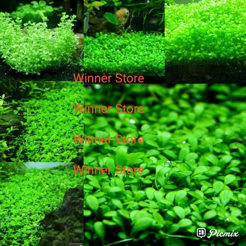 Jual Bibit Benih Big Leaf Grass Aquarium (50 Butir) | Shopee Indonesia