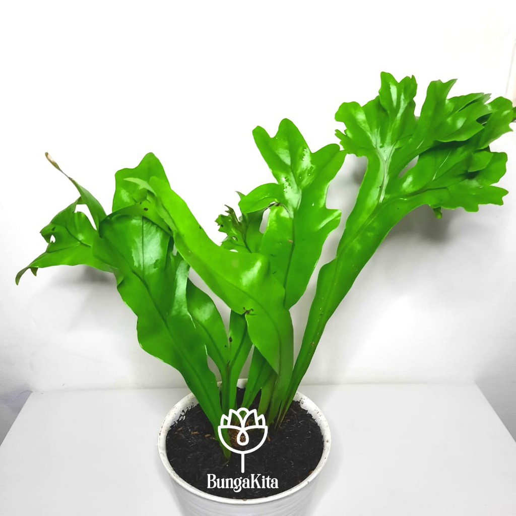 Jual Tanaman Hias Microsorum Punctatum Grandiceps (Kadaka Tanah ...