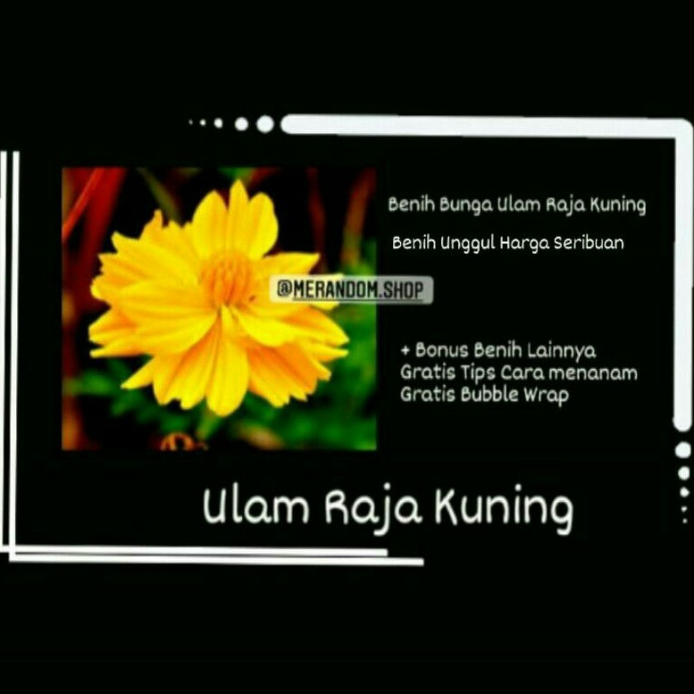 Jual Benih Bunga Ulam Raja Kuning | Shopee Indonesia