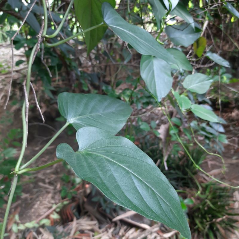 Jual DAUN Sembukan / kentutan segar herbal 250 gram | Shopee Indonesia