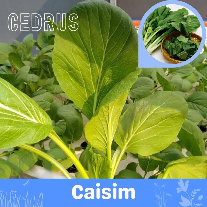 Jual Benih CAISIM (isi-10) Sawi Biji Bibit Sawi Manis | Shopee Indonesia