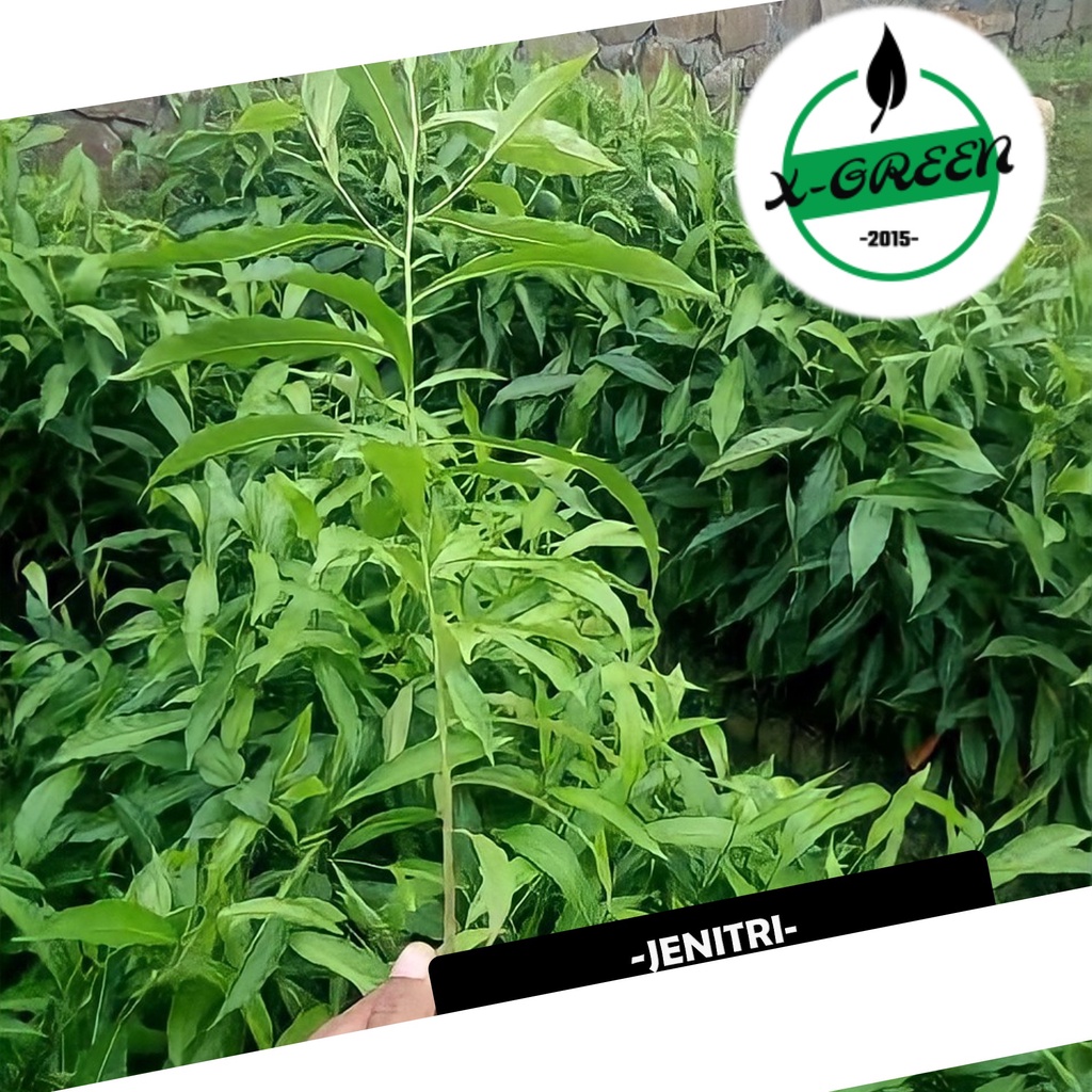 Jual Tanaman Jenitri / Genitri - (X-Green) | Shopee Indonesia