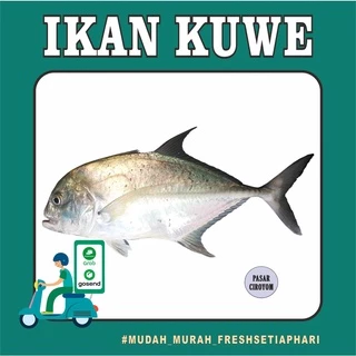 Jual Ikan Kuwe Terlengkap & Harga Terbaru Juli 2024 | Shopee Indonesia