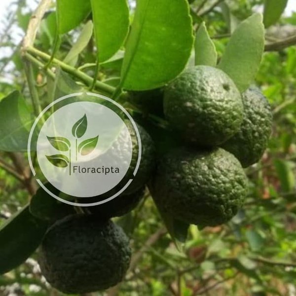 Jual TERBAIK Pohon Jeruk Limo Bibit Pohon Jeruk Limo Tanaman Buah ...