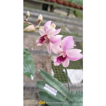 Jual anggrek dendro mini princes pink | Shopee Indonesia