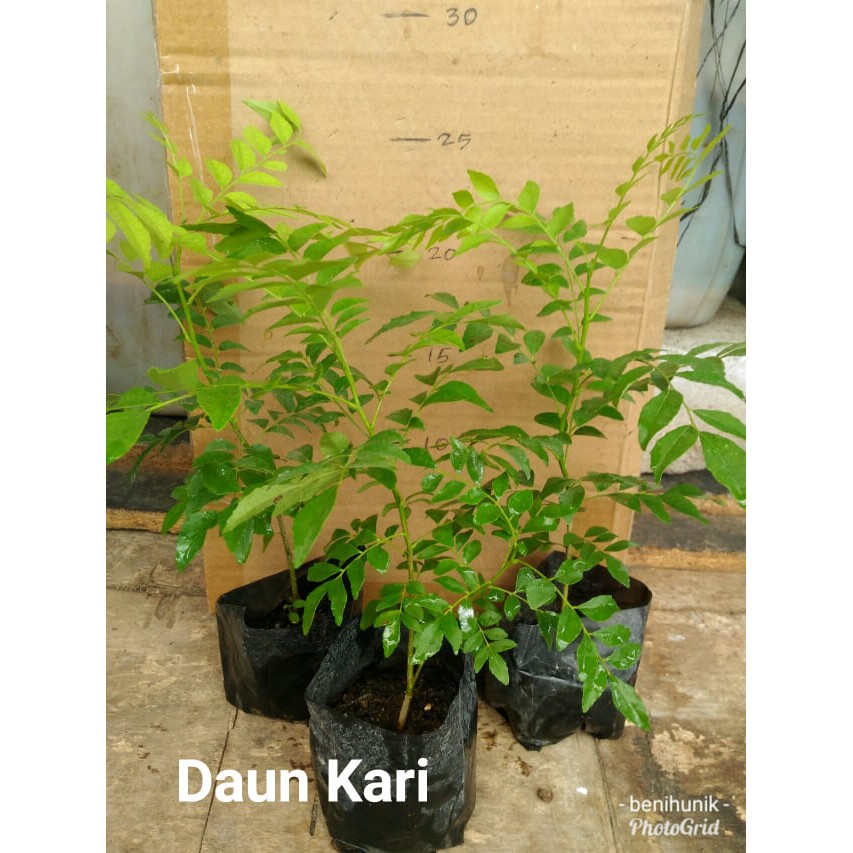 Jual bibit tanaman hidup daun kari atau salam koja atau cury leaf ...