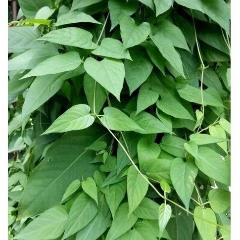 Jual Daun Kentutan Atau Simbukan segar 500 gram | Shopee Indonesia