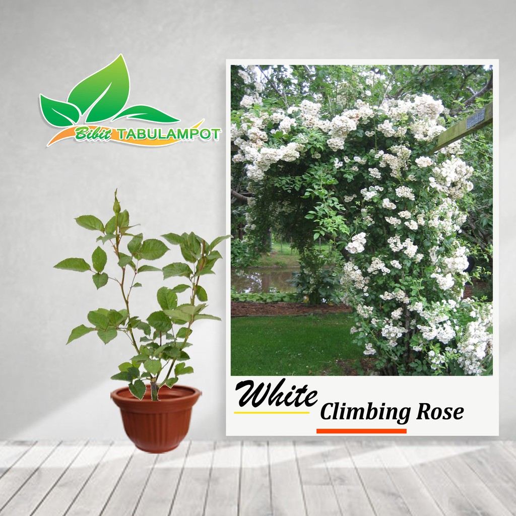 Jual Tanaman Bunga Mawar Rambat Putih / White Climbing Rose Berbunga ...