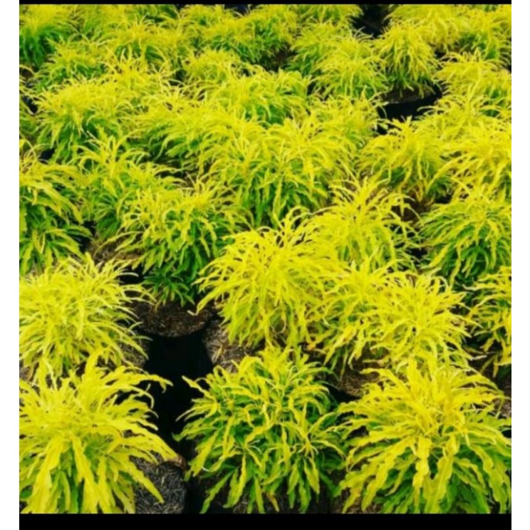Jual tanaman hias brokoli kuning / tanaman taman | Shopee Indonesia