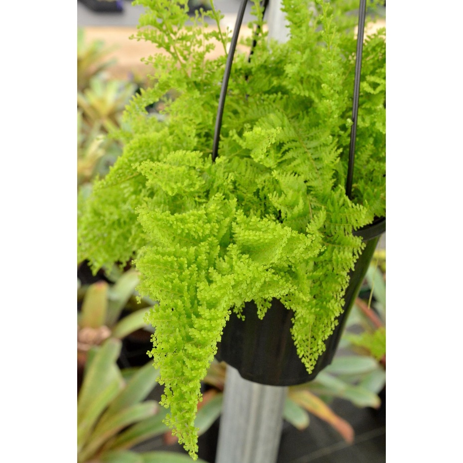 Jual tanaman hias nephrolepis cotton candy | pakis embun | Shopee Indonesia