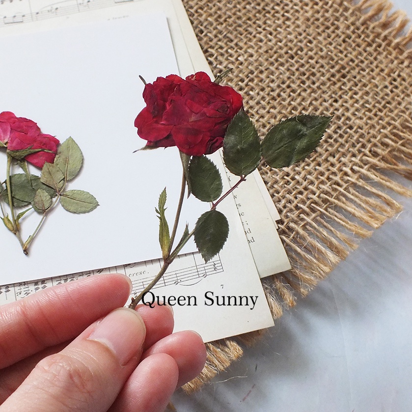 Jual Bunga Kering Asli Mawar dengan Tangkai Daun Pressed Dried Flower ...