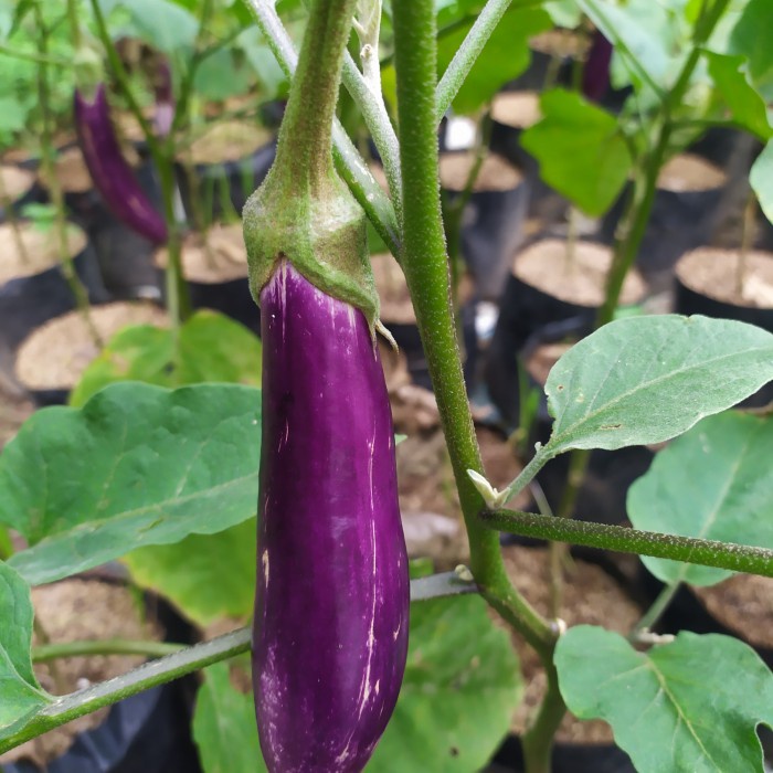Jual Bibit pohon terong ungu | Tanaman buah terong ungu panjang ...