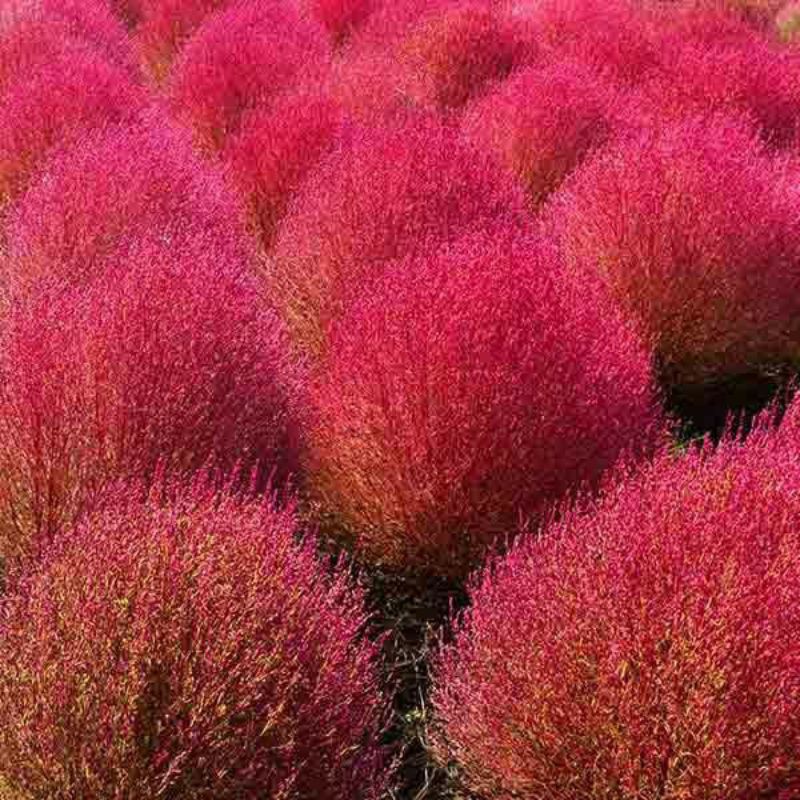 Jual 5 Bibit Tanaman Hias Rumput Merah Membara Benih Bunga Burning Bush ...