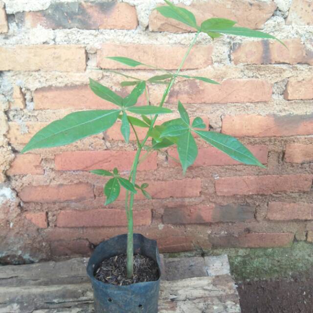 Jual Pohon pacira per batang pohon | Shopee Indonesia