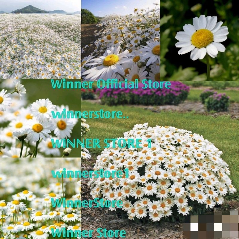 Jual Bibit Benih Bunga Creeping Daisy (5 Butir) | Shopee Indonesia