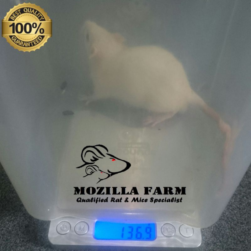Jual Tikus Putih Rat Size Large Up ( 131-150 Gram ) | Shopee Indonesia