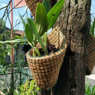 Jual POT BUNGA ANGGREK SABUT KELAPA TEMPEL DINDING SERABUT KELAPA ...