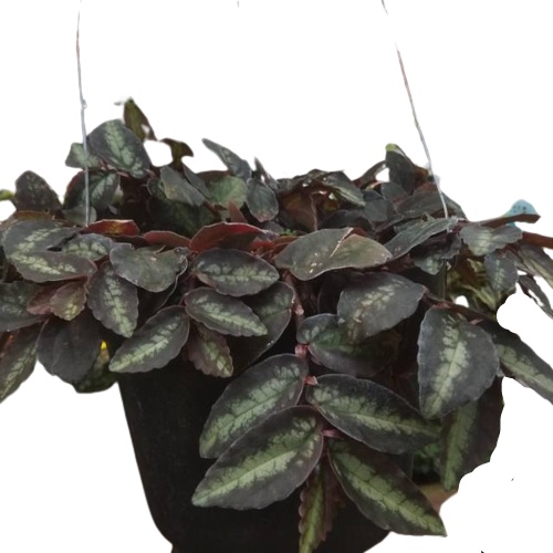 Jual Tanaman gantung bigonia pilea- pellionia repens | Shopee Indonesia