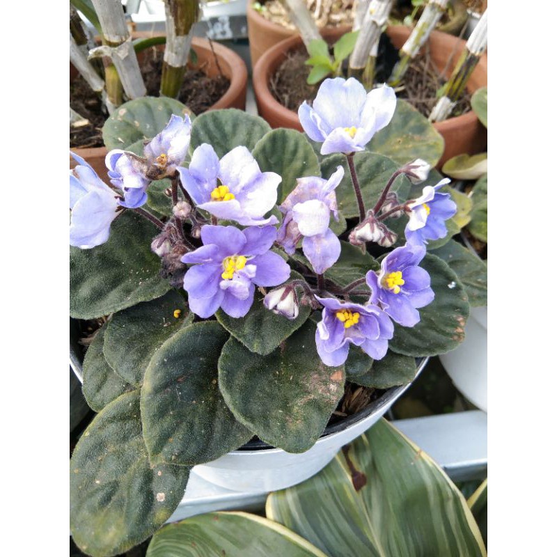Jual Tanaman Hias Bunga Violces / African Violet | Shopee Indonesia