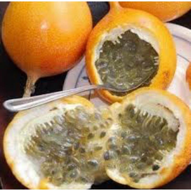Jual BUAH MARKISA ASLI | Shopee Indonesia