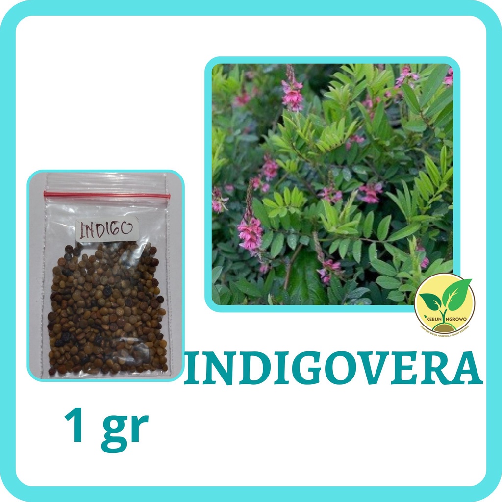 Jual Bibit Indigofera Pakan Ternak Protein Tinggi 1 gram | Shopee Indonesia
