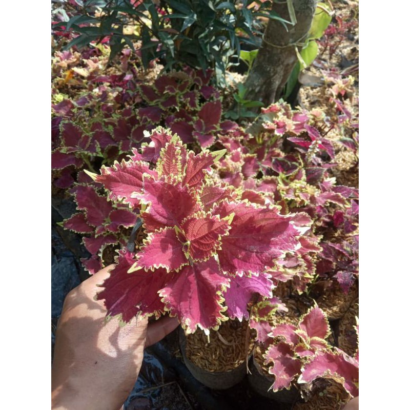 Jual miana merah kriting | Shopee Indonesia