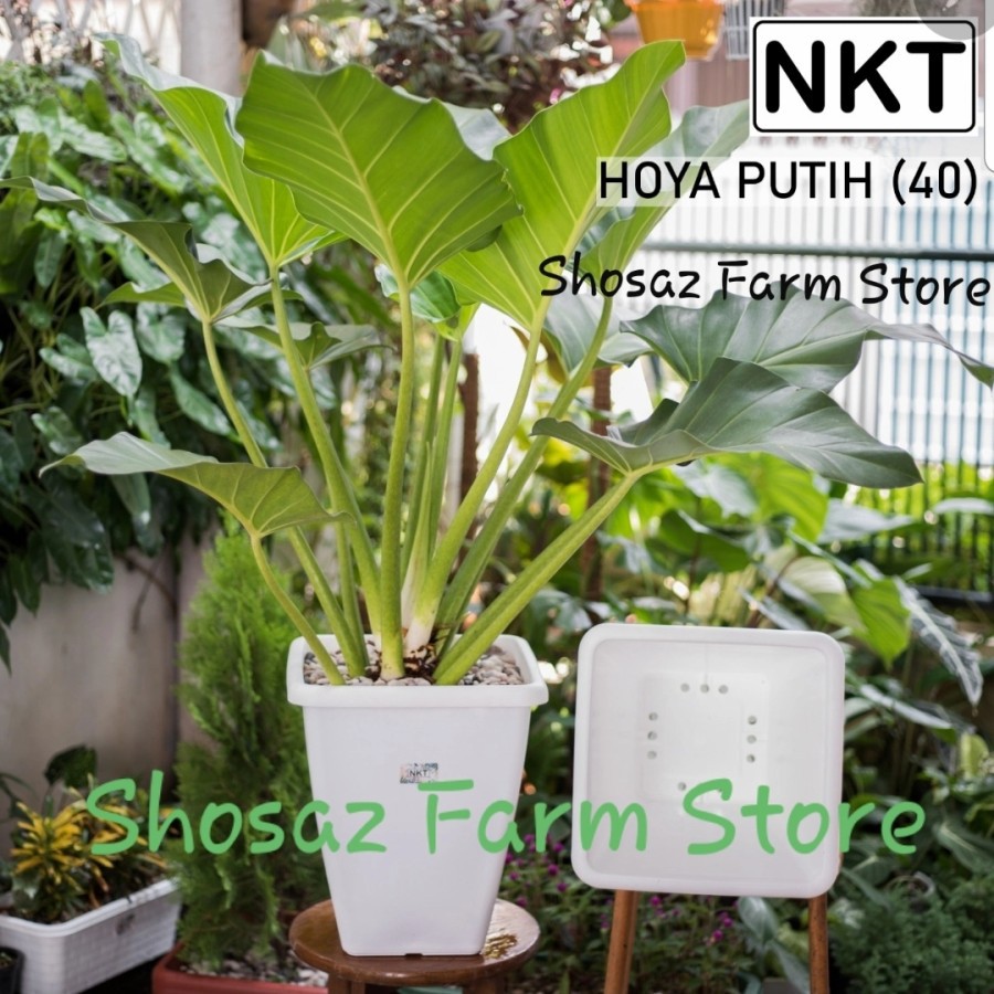 Jual Pot Bunga Tinggi Hoya 40 NKT dim 31 cm | Shopee Indonesia