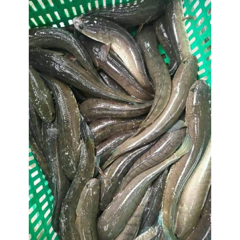 Jual ikan gabus rawa 1 kg | Shopee Indonesia