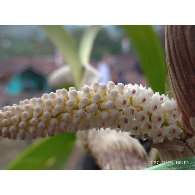 Jual Anggrek hutan model batang jenis Eria Dewasa | Shopee Indonesia