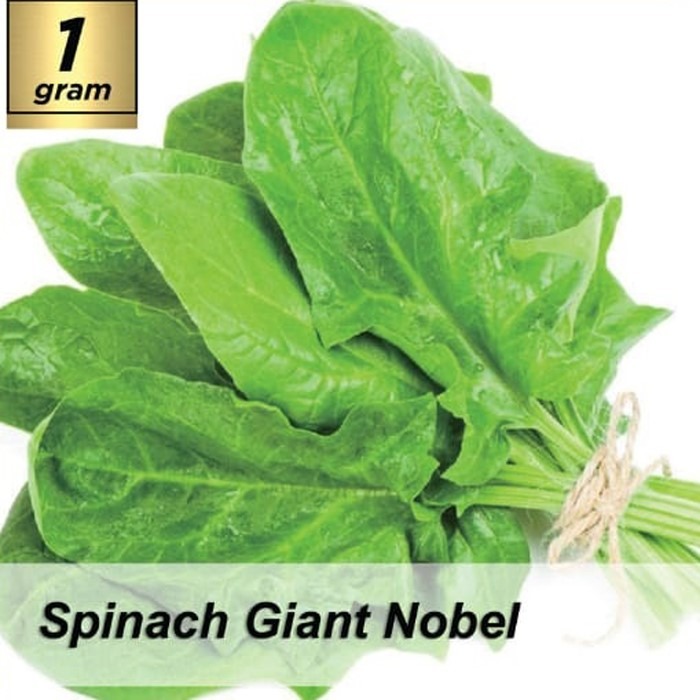 Jual Benih Spinach Giant Nobel / Biji Bayam Jepang / Bibit Sayur Daun ... Jual Benih Spinach Giant Nobel / Biji Bayam Jepang / Bibit Sayur Daun ...