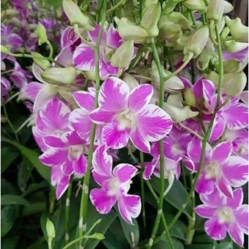 Jual Dendrobium bulat | Shopee Indonesia