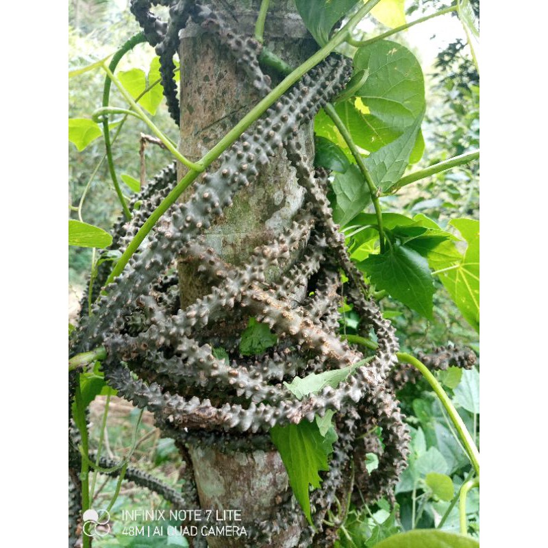 Jual batang brotowoli batrawali patrawali segar 500gram | Shopee Indonesia