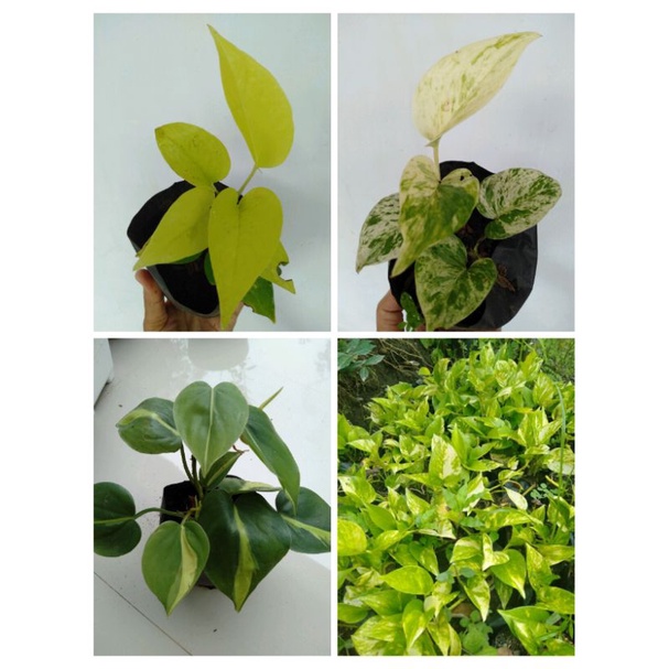 Jual tanaman hias sirih gading /melon/marbel/varigata kuning | Shopee ...